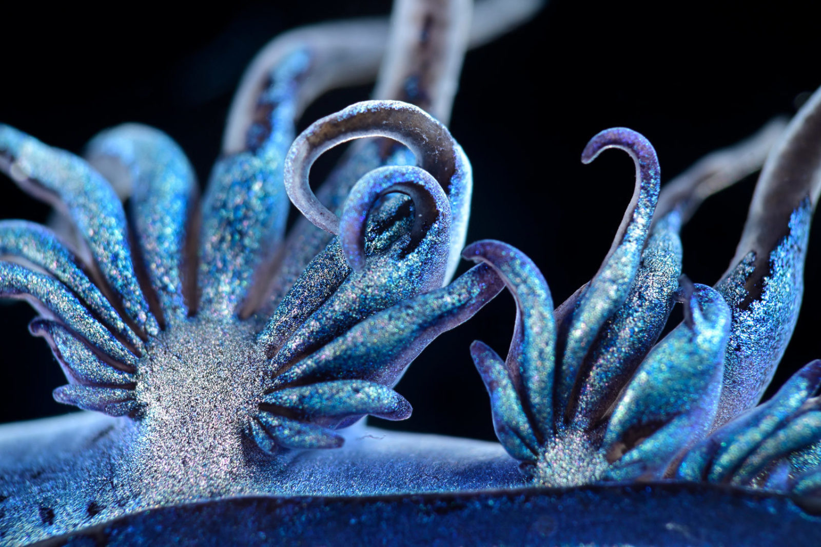 A floating sea slug (Glaucus atlanticus, also known as the blue sea ...