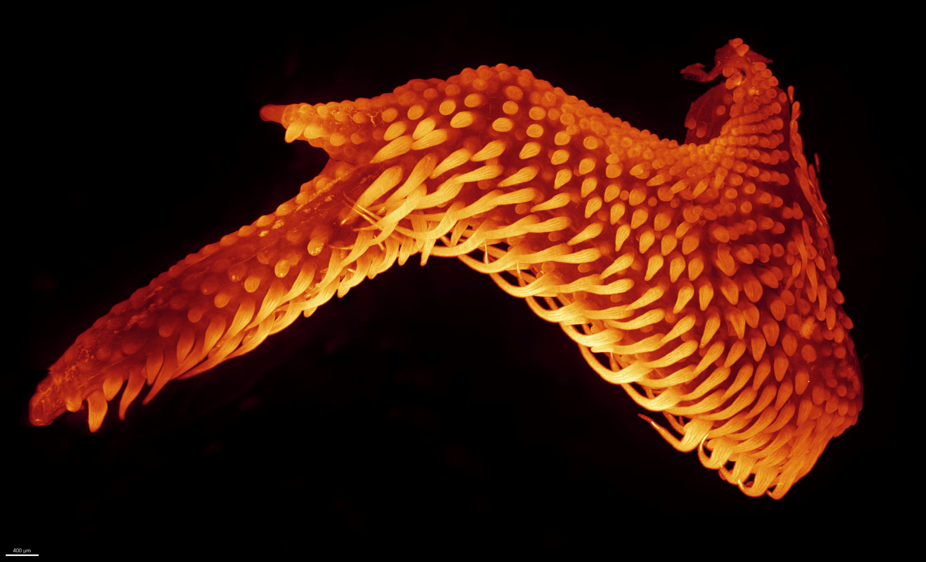 Wing of a chicken embryo after 11 days of development | Nikon Small World