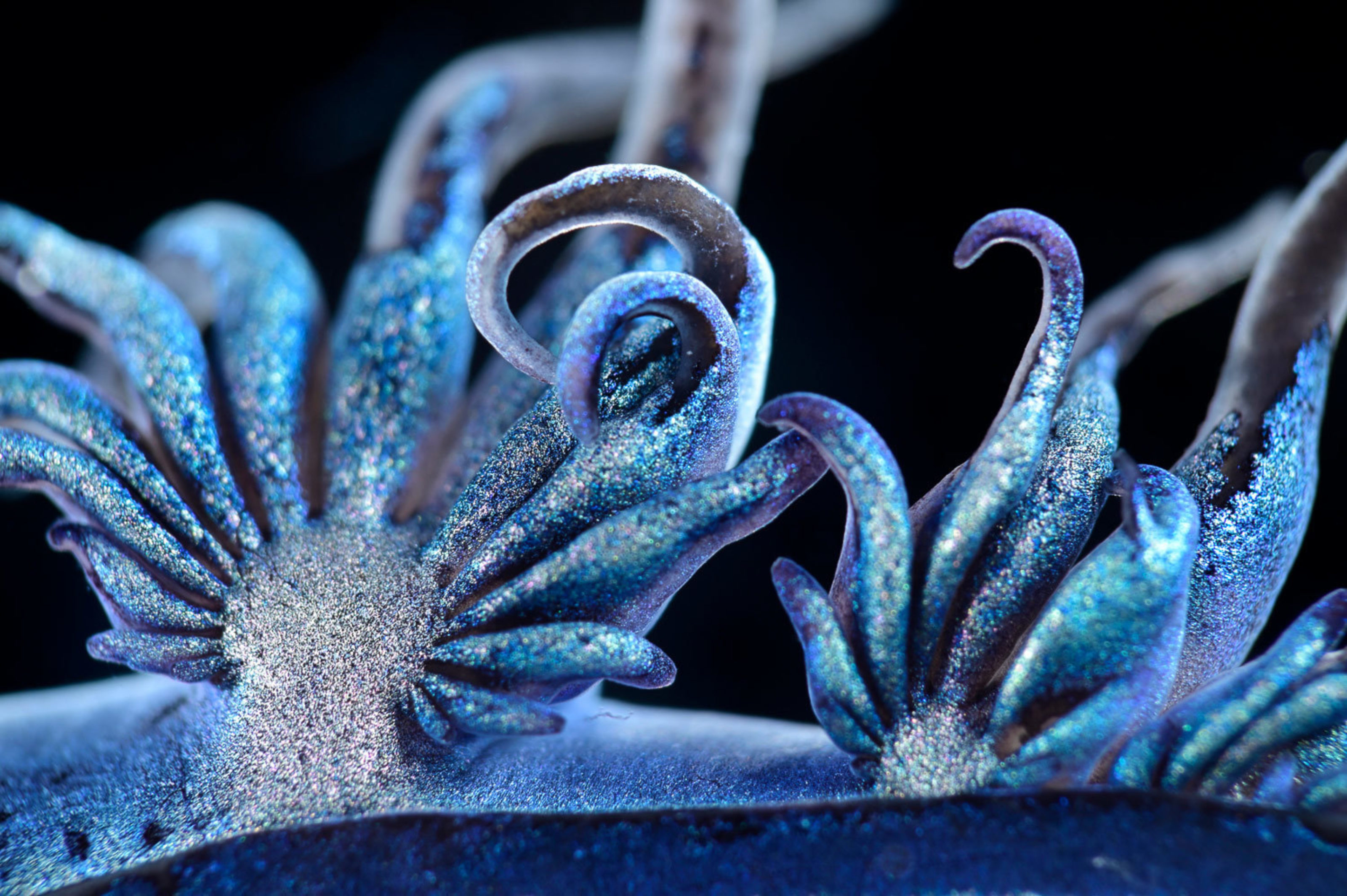 A floating sea slug (Glaucus atlanticus, also known as the blue sea ...