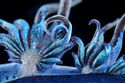 A floating sea slug (Glaucus atlanticus, also known as the blue sea ...