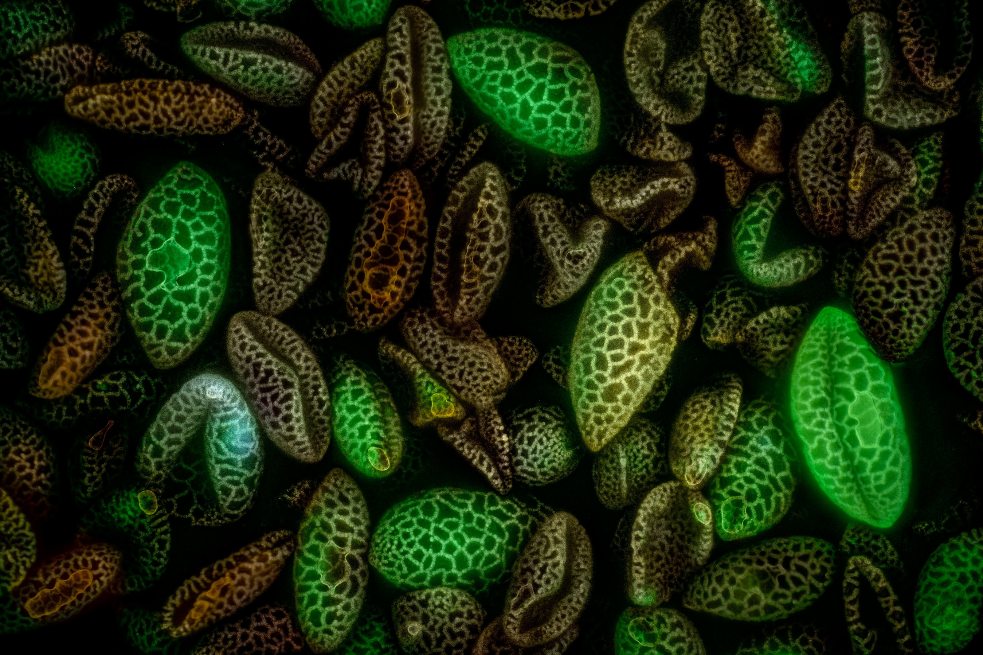 Lily flower pollen (autofluorescence) | Nikon Small World
