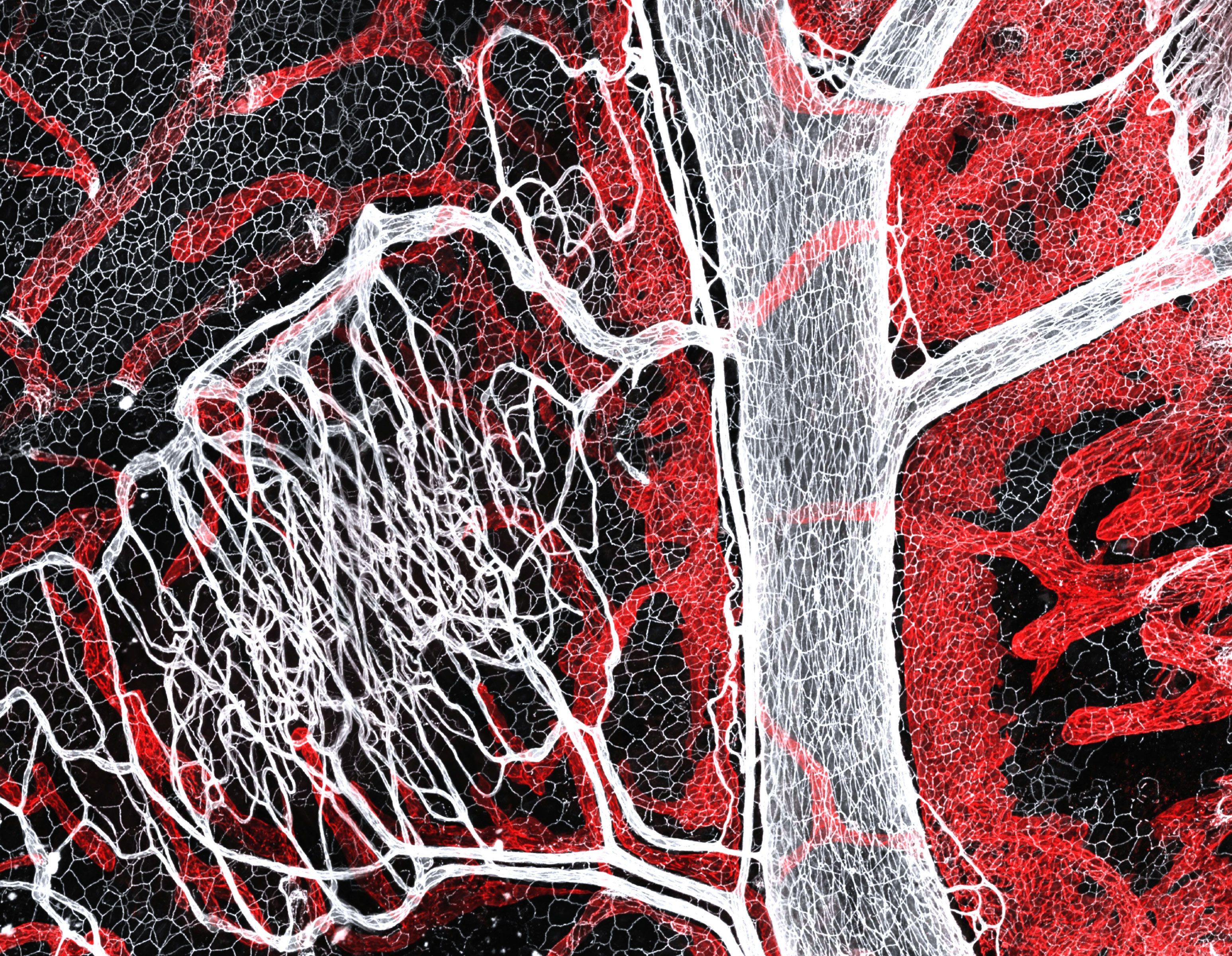 Mouse lymphatic network (red) flanking blood vessels (white) | Nikon ...