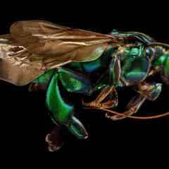 Search Results for “” | Nikon Small World