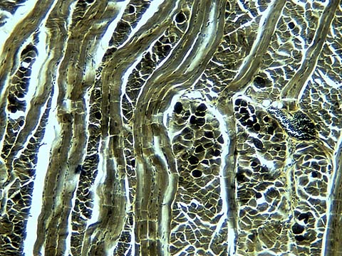 Susan M. Daley | People | Nikon’s Small World