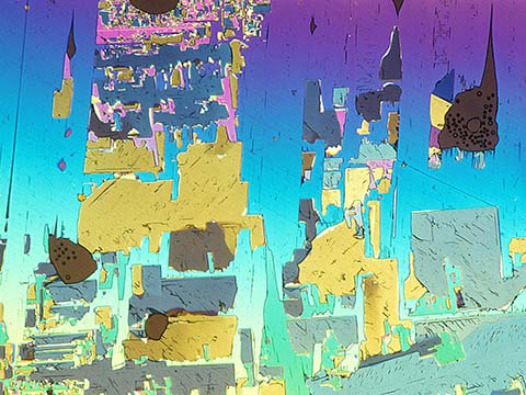 Richard I DeWitt | People | Nikon’s Small World