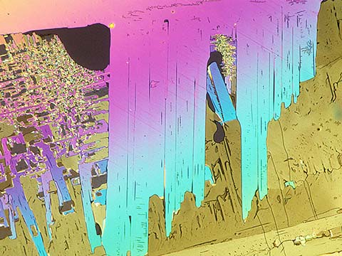 Richard I DeWitt | People | Nikon’s Small World