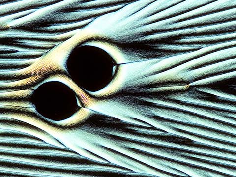 Kipling Collegiate Institute | Organizations | Nikon’s Small World