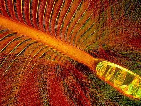 1991 Photomicrography Competition | Nikon’s Small World