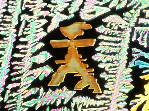 Ray Nelson | People | Nikon’s Small World