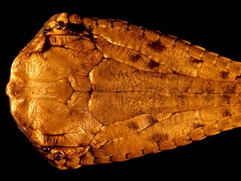 Oblique Illumination | Techniques | Nikon’s Small World