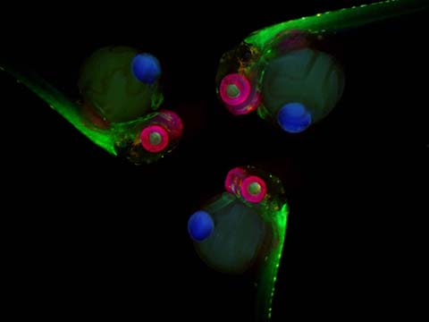 Dr. Jan Huisken | People | Nikon’s Small World