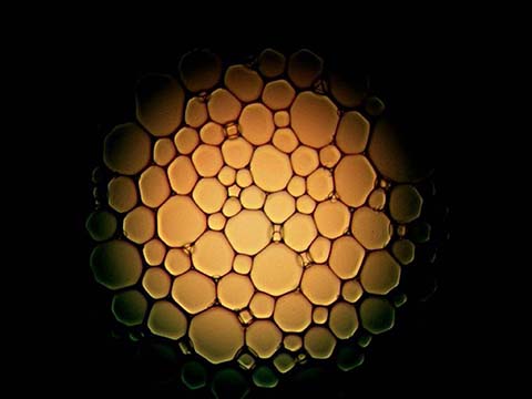 2006 Photomicrography Competition | Nikon’s Small World