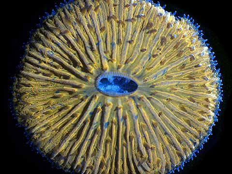 James H. Nicholson | People | Nikon’s Small World