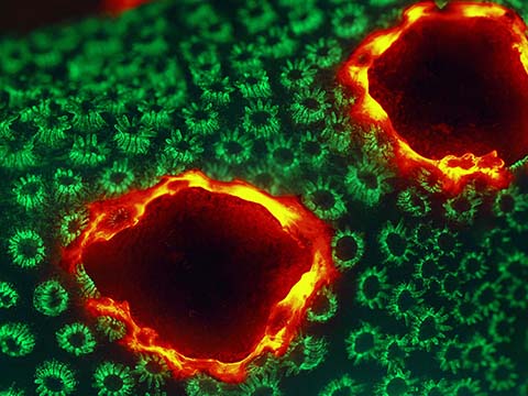 James H. Nicholson | People | Nikon’s Small World