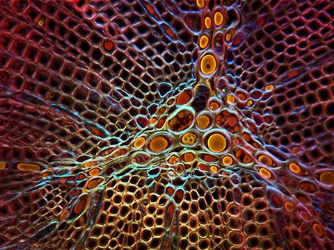 Dr. Igor Siwanowicz | People | Nikon’s Small World