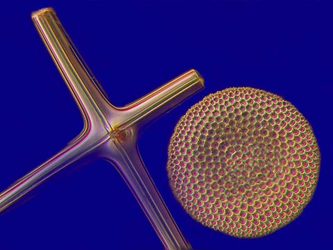 Peter Woitschikowski | People | Nikon’s Small World