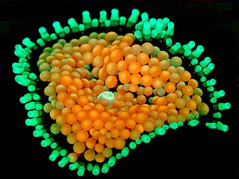 James H. Nicholson | People | Nikon’s Small World