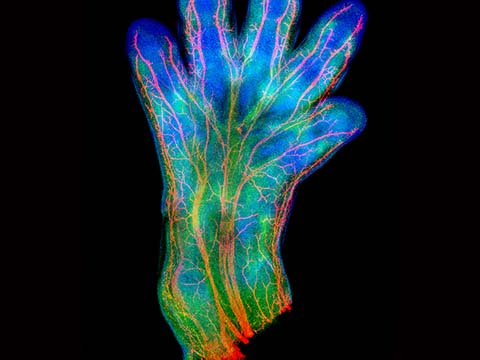 Evan Darling | People | Nikon’s Small World