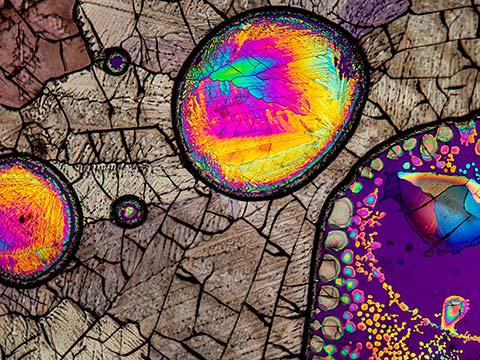2019 Photomicrography Competition | Nikon’s Small World