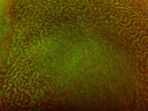 Dr. Jan Huisken | People | Nikon’s Small World