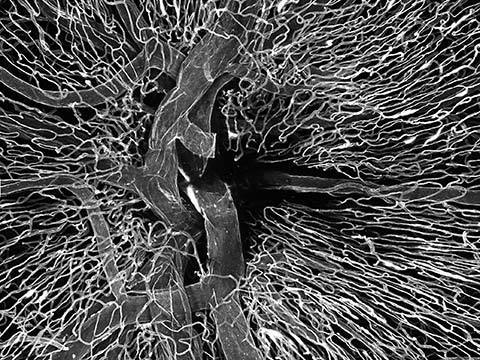 2020 Photomicrography Competition | Nikon’s Small World