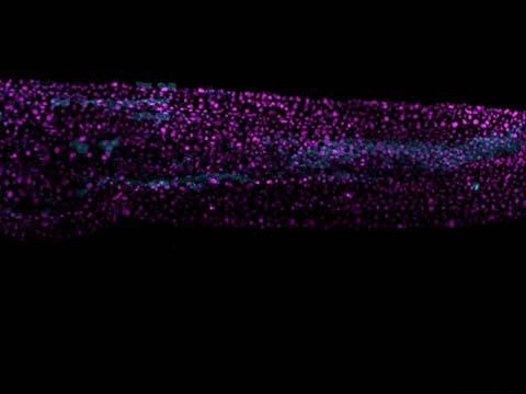 Dr. Jan Huisken | People | Nikon’s Small World