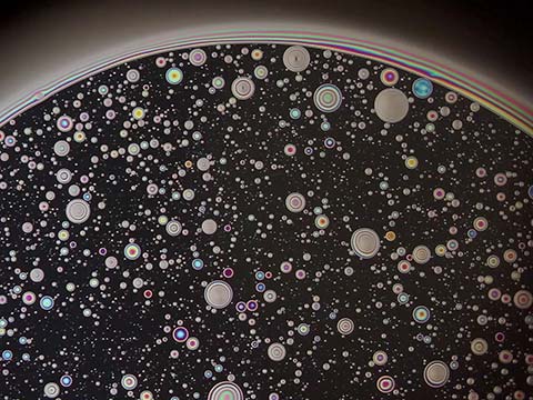 2020 Small World in Motion Competition | Nikon’s Small World