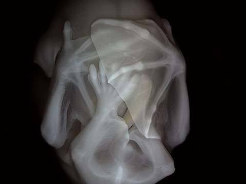 Dr. Richard R. Behringer | People | Nikon’s Small World