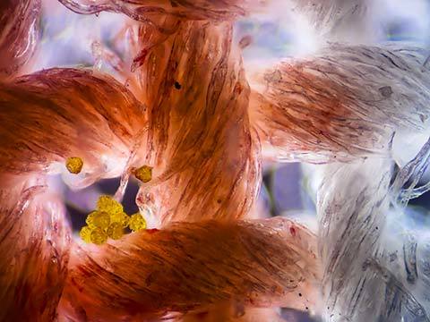 2021 Photomicrography Competition | Nikon’s Small World