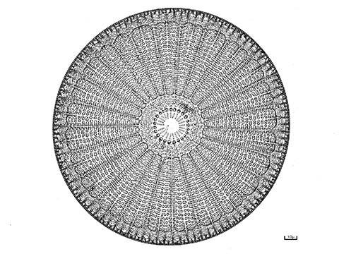 2021 Photomicrography Competition | Nikon’s Small World