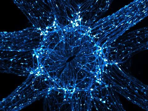 Nikon’s Small World