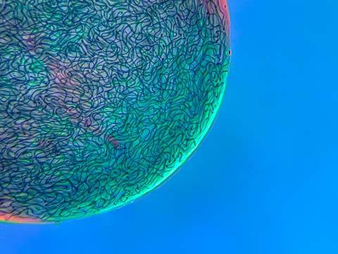 Nikon’s Small World