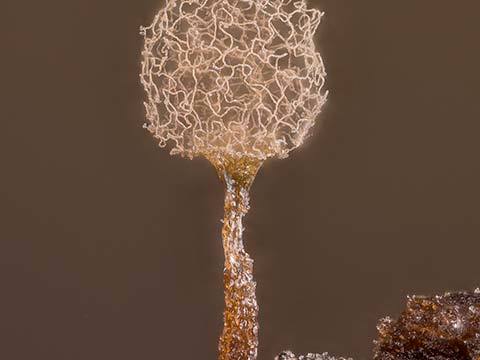 Alison Pollack | People | Nikon’s Small World