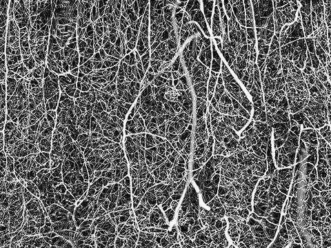 Nikon’s Small World