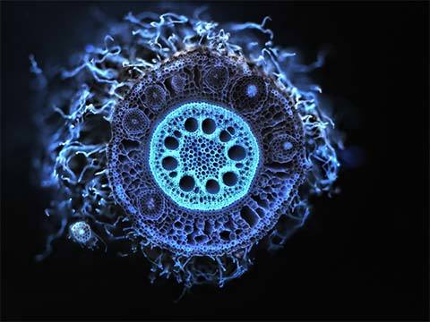 Laser Ablation Tomography | Techniques | Nikon’s Small World