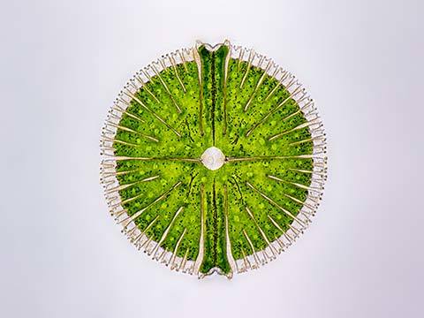 Rogelio Moreno | People | Nikon’s Small World