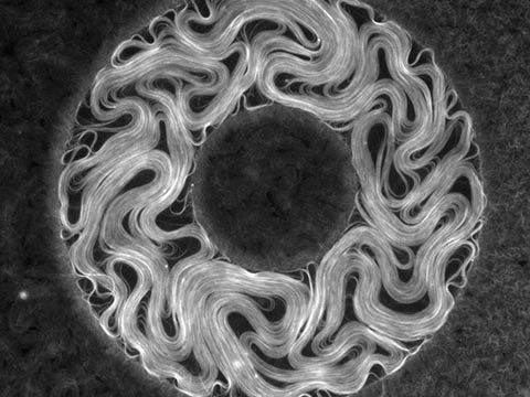 2022 Small World in Motion Competition | Nikon’s Small World