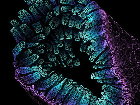 Nikon’s Small World